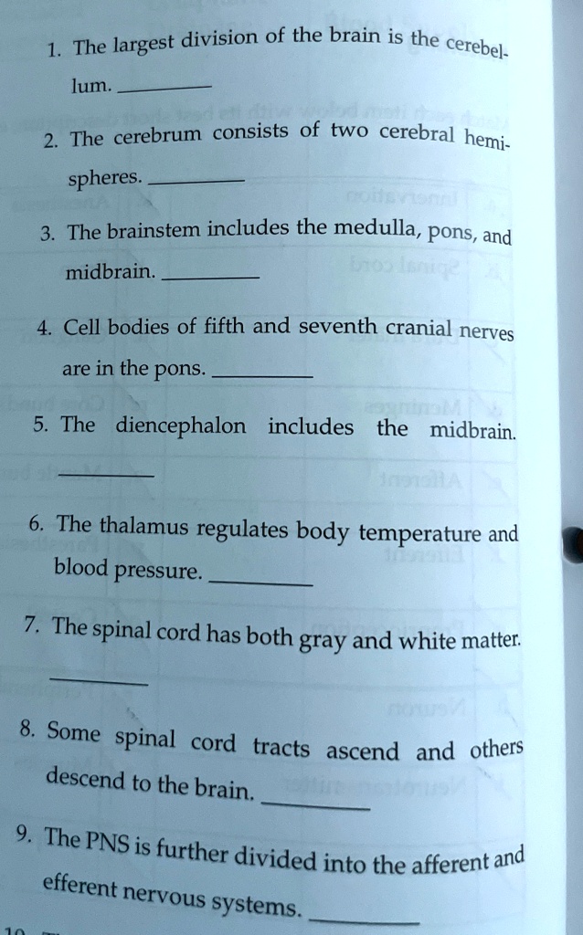 1 the largest division of the brain is the cerebel lum 2 the cerebrum ...