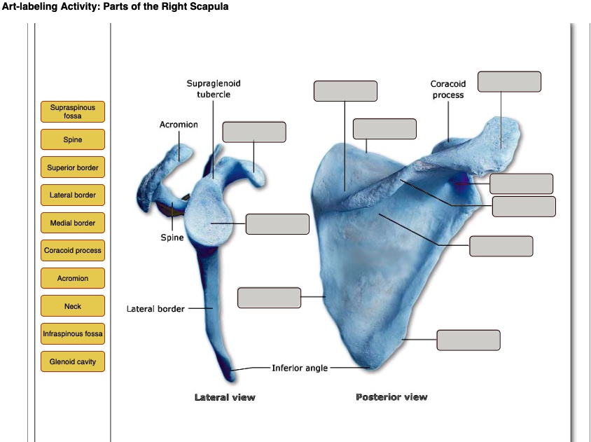 art labeling activityparts of the right scapula supraglenoid tubercle ...