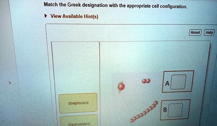 Match the Greek designation with the appropriate cell configuration. View Available Hint(s ...