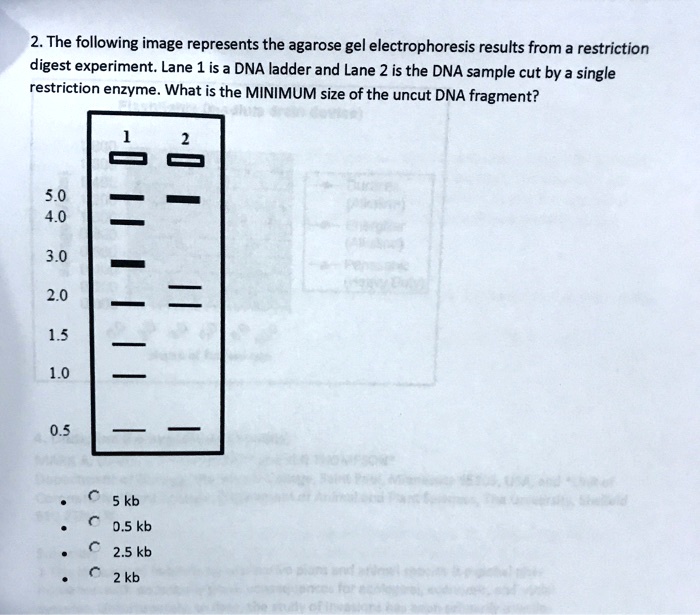 2 the following image represents the agarose gel...