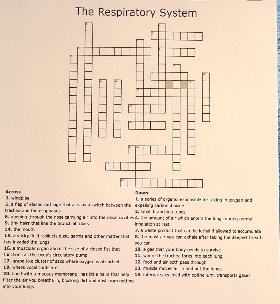 The Respiratory System Across 3. windpipe Down 1. a series of organs ...