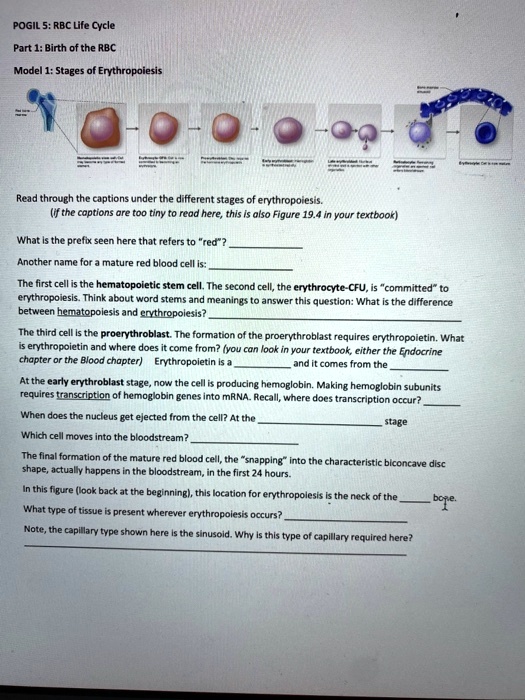 Text: POGIL 5: RBC Life Cycle Part 1: Birth of the RBC Model 1: Stages ...