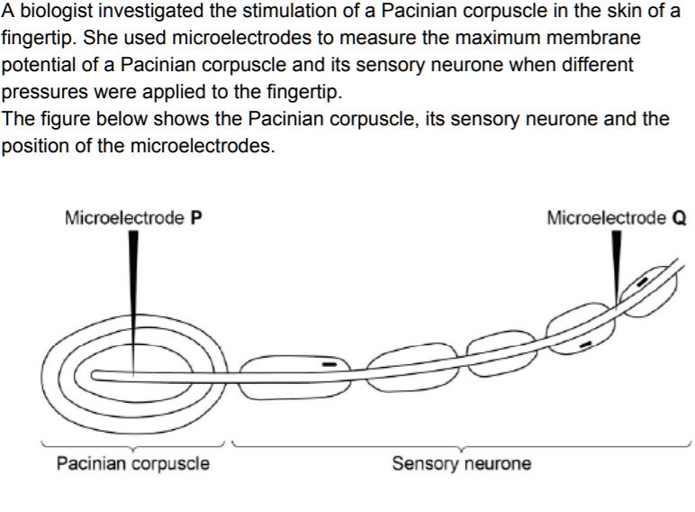 A biologist investigated the stimulation of a Pacinian corpuscle in the ...