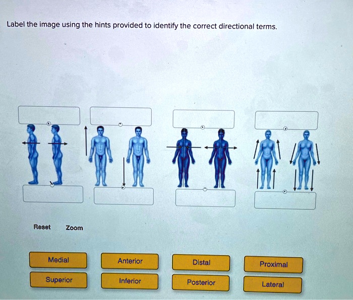 Label the image using the hints provided to identify the correct ...
