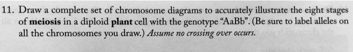 11 draw a complete set of chromosome diagrams to accurately illustrate ...