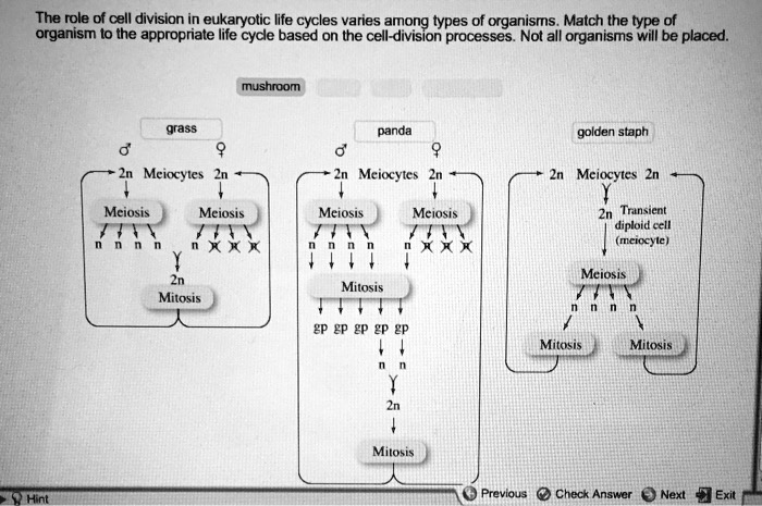 The role of cell division in eukaryotic life cycles varies among types ...