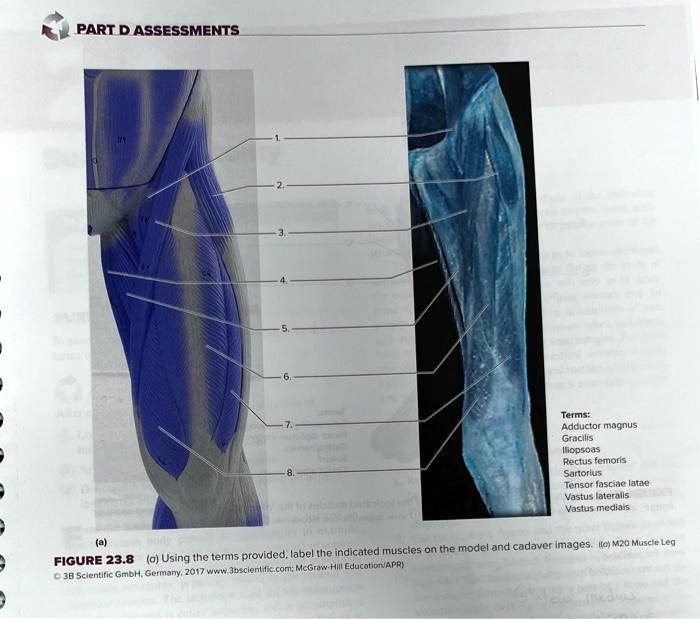 PART D ASSESSMENTS 1. 2. 3. 4. 5. 6. 7. 8. Terms: Adductor...