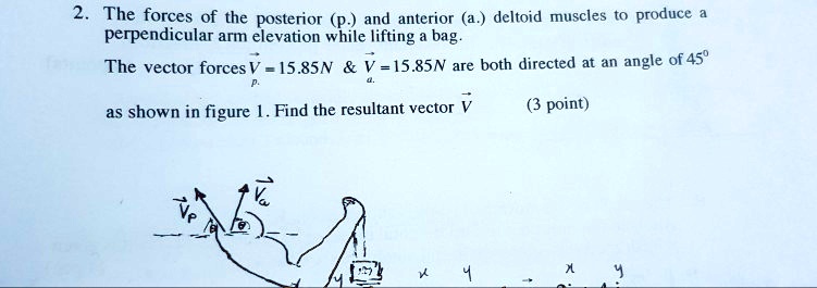 SOLVED:The forces of the posterior (p- and anterior (a.) deltoid ...