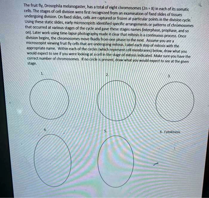 the fruit fly drosophila melanogaster has total of eight chromosomes 20 ...