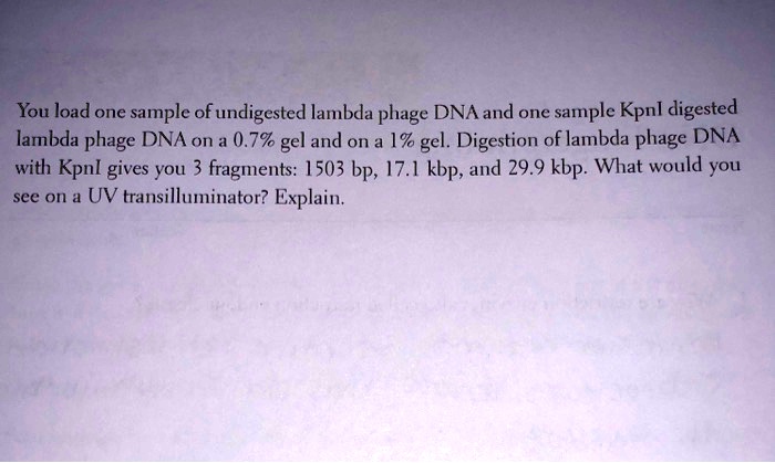 SOLVED: You load one sample of undigested lambda phage DNA and one ...