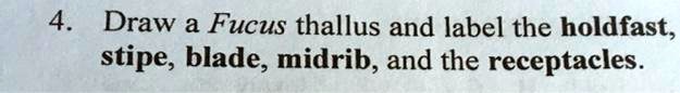 SOLVED:4 Draw Fucus thallus and label the holdfast, stipe, blade ...
