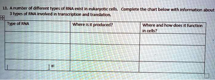 11 a number of different types of rna exist in eukaryotic cells ...