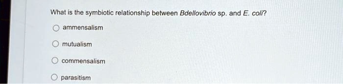 What is the symbiotic relationship between Bdellovibrio sp. and E. coli ...