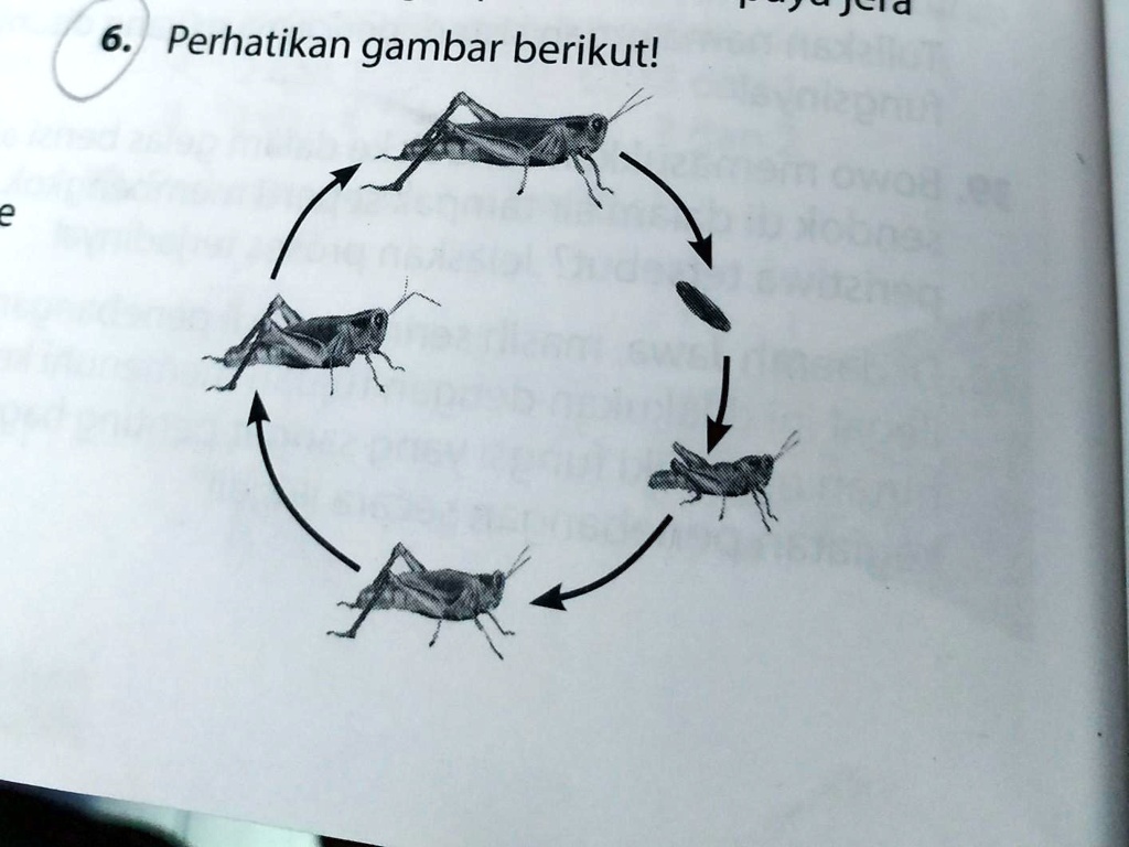 SOLVED: hewan yang mengalami tahap metamorfosis yang sama dengan hewan ... SOLVED: hewan yang mengalami tahap metamorfosis yang sama dengan hewan ...