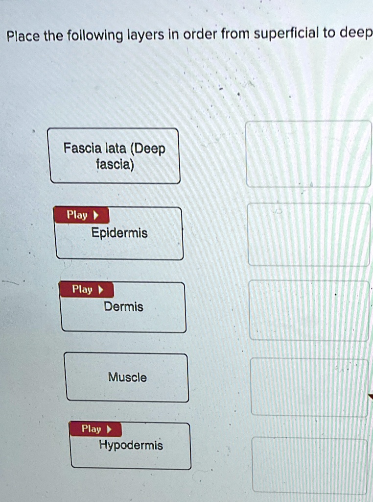 place the following layers in order from superficial to deep fascia ...