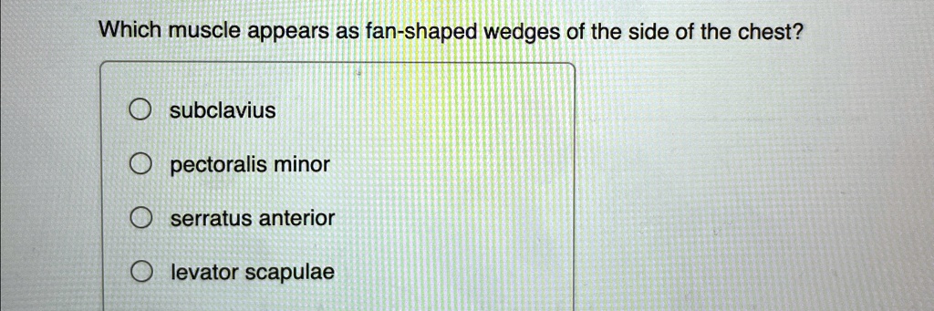 which muscle appears as fan shaped wedges of the side of the chest ...