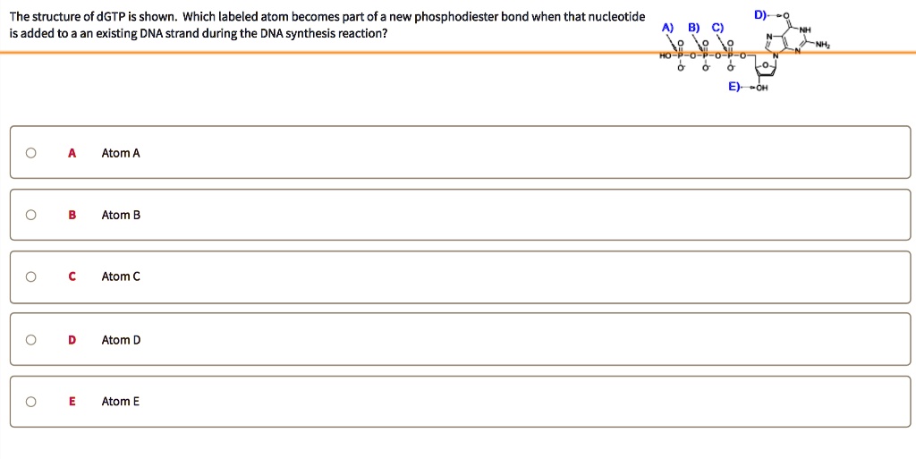 The structure of dGTP is shown. Which labeled atom becomes part of a ...