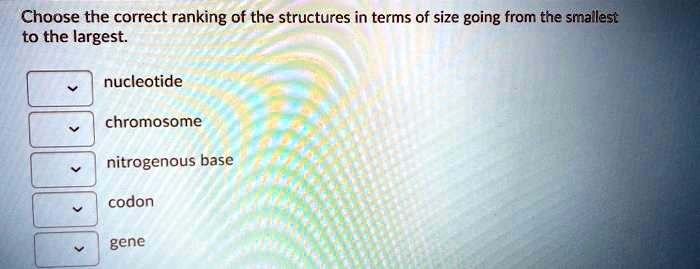 SOLVED:Choose the correct ranking of the structures in terms of size going from the smallest to ...