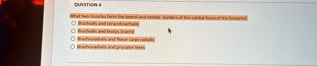 QUESTION 4 What two muscles form the lateral and medial borders of the ...