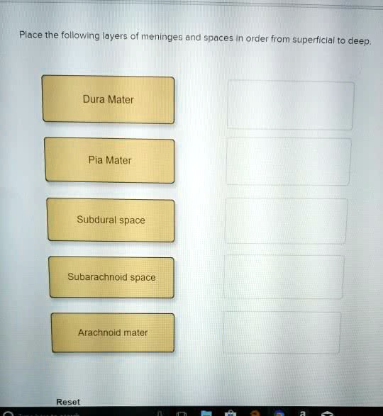 Solved Place The Following Layers Of Meninges And Spaces In Order