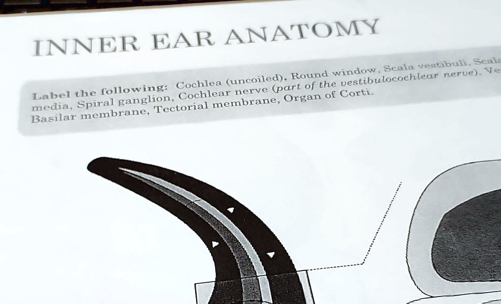 INNER EAR ANATOMY Label the following: Cochlea (uncoiled), Round window ...