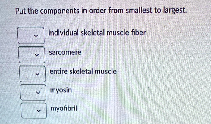put the components in order from smallest to largest individual skeletal muscle fiber sarcomere ...