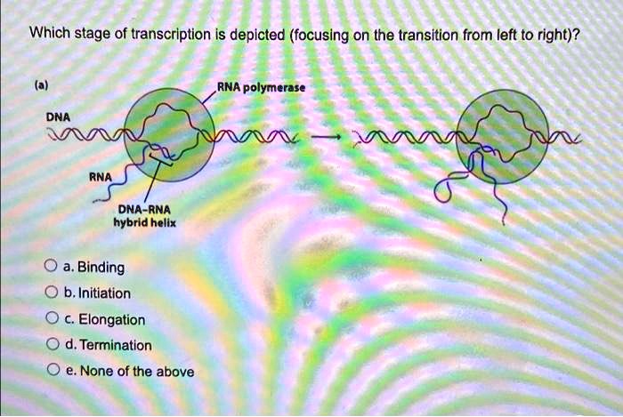 Which stage of transcription is depicted (focusing on the transition ...