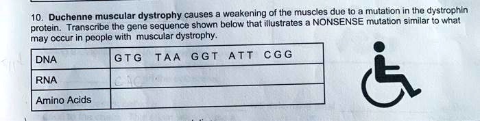 10. Duchenne muscular dystrophy causes a weakening of the muscles due ...