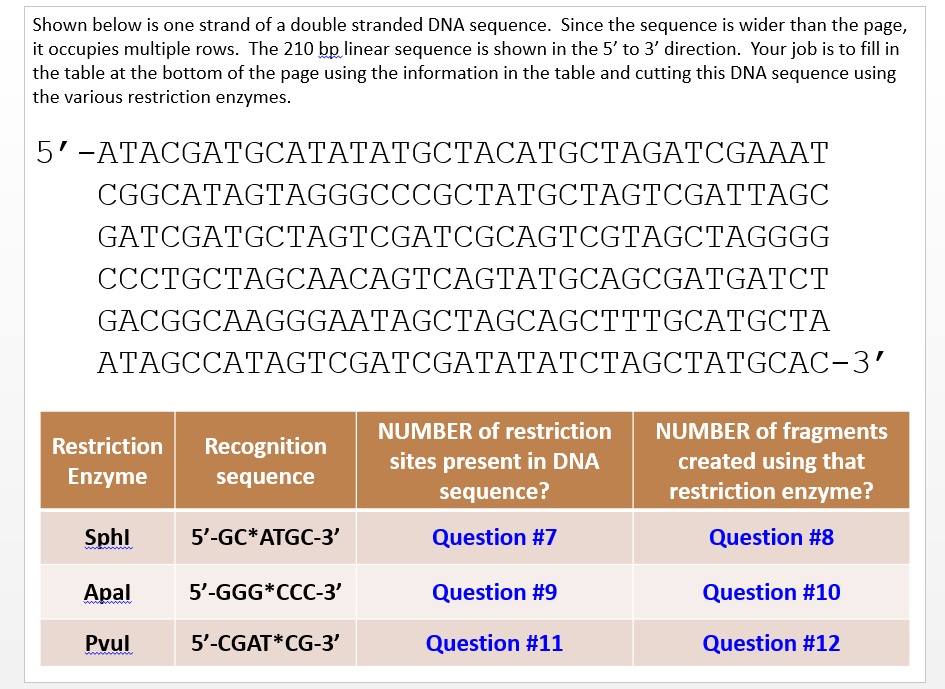 SOLVED: Shown below is one strand of a double-stranded DNA sequence ...