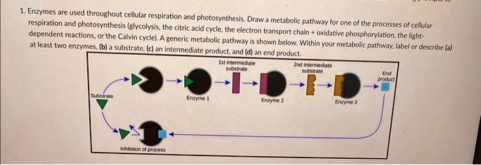 Enzymes are used throughout cellular respiration and photosynthesis ...