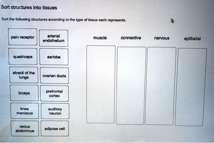 sort structures into tissues sort the following structures according to ...