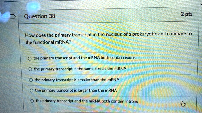 SOLVED: Question 38 2 pts How does the primary transcript in the nucleus of a prokaryotic cell ...