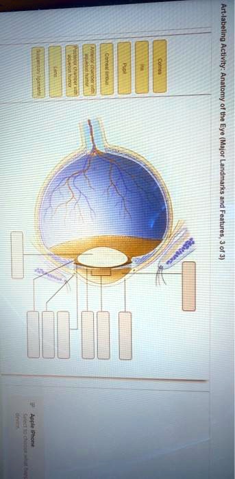 Art-labeling Activity: Anatomy of the Eye (Major Landmarks and Features ...