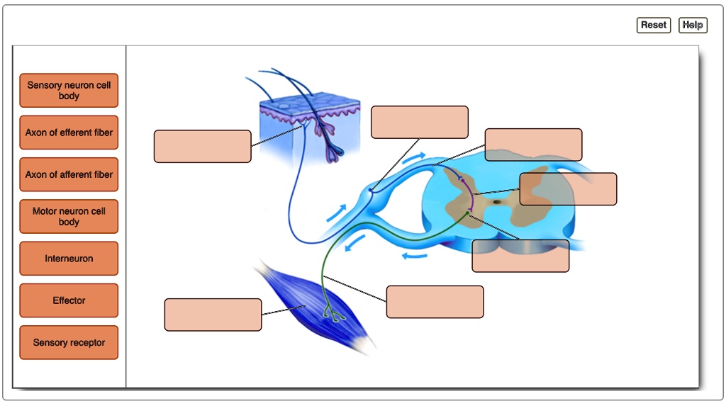 Use the labels to identify the components of a somatic reflex arc ...