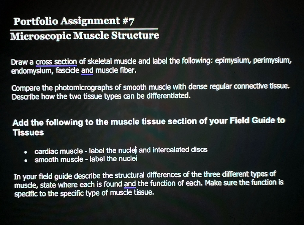Portfolio Assignment #7 Microscopic Muscle Structure Draw a cross ...