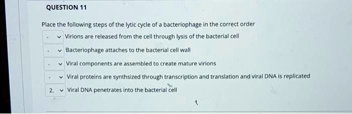 SOLVED: Place the following steps of the lytic cycle of bacteriophage in the correct order: 1 ...