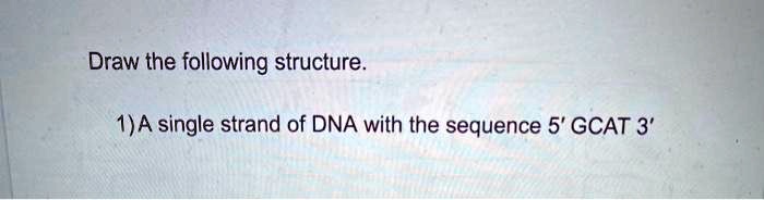 SOLVED: Draw the following structure. 1)A single strand of DNA with the ...