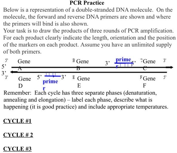 pcr practice below is a representation of a double stranded dna ...