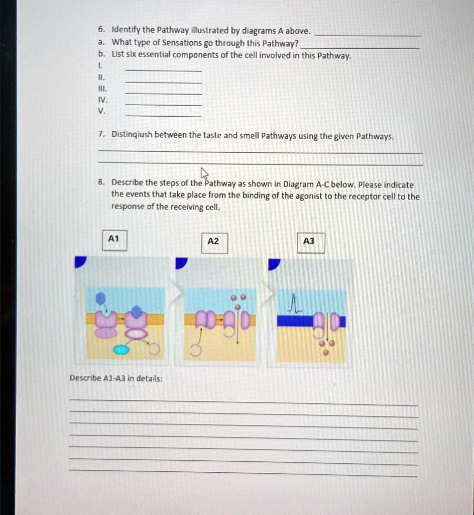 using the diagram d1 describe how the odorants are detected use the ...
