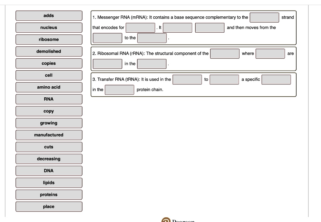 SOLVED: adds Messenger RNA (mRNA): It contains base sequence ...