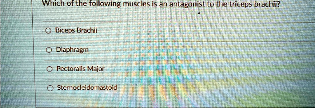 Which of the following muscles is an antagonist to the triceps brachii ...