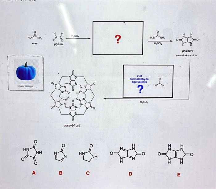 H H?SO? H?N NH? ? urea glyoxal H?N NH? H?SO? (Cucurbita spp.) N #of ...