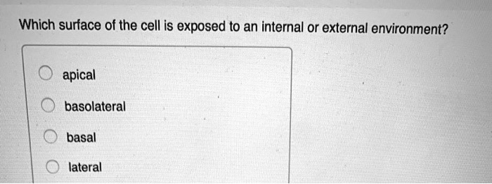 which surface of the cell is exposed to an internal or external ...