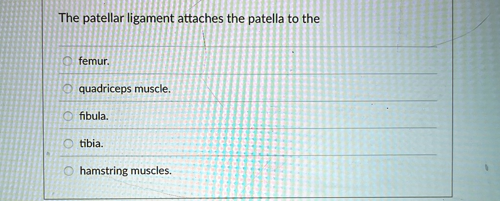 The patellar ligament attaches the patella to the femur. quadriceps ...