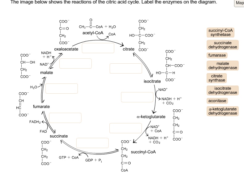 the image below shows the reactions of the citric acid cycle label the ...