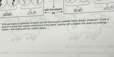 SOLVED: What genotypes or genotype of sperm can the homorygous (wwhh ...