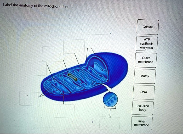 Label the anatomy of the mitochondrion: Cristae ATP synthesis enzymes Outer membrane Matrix DNA ...