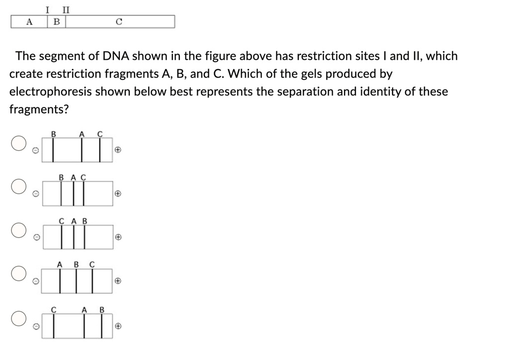 I II A B C The segment of DNA shown in the figure above has restriction ...