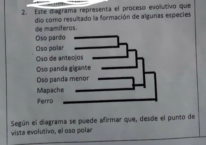 responde la pregunta Este diagrama representa el proceso evolutivo que ...