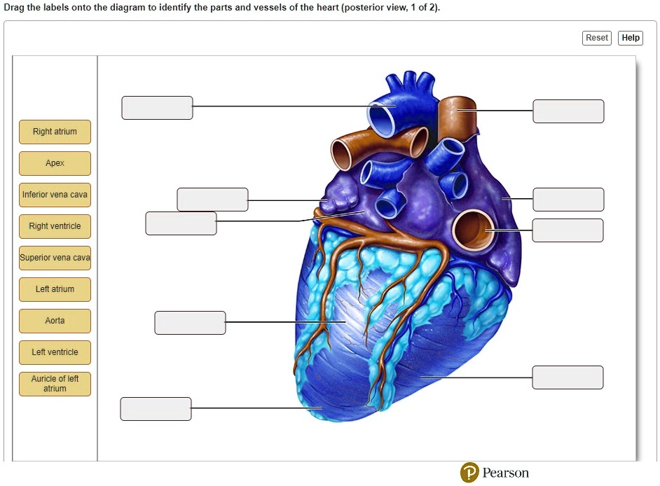 SOLVED: Texts: Drag the labels onto the diagram to identify the parts ...